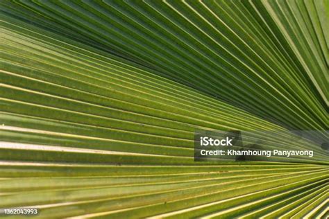 緑のヤシの葉の表面の背景のクローズアップ まぶしいのストックフォトや画像を多数ご用意 まぶしい やしの葉 カラー画像 Istock