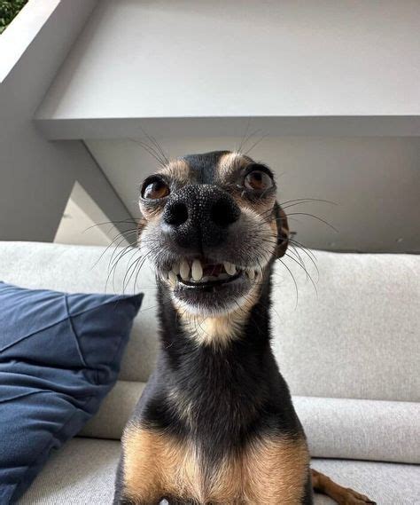 Fotos Cachorros Engraçados
