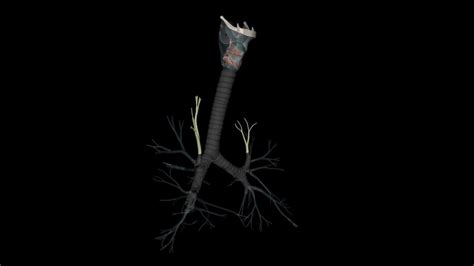 Premium Photo The Apical Segmental Bronchus Is The Most Superior