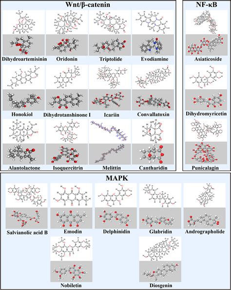 A Partial Herbal Medicine That Acts On Wnt β‐catenin Mapk Signaling Download Scientific