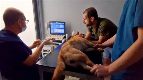 Shiro Gets Really Scared At The Vet Hes Up For An Ultrasound Youtube