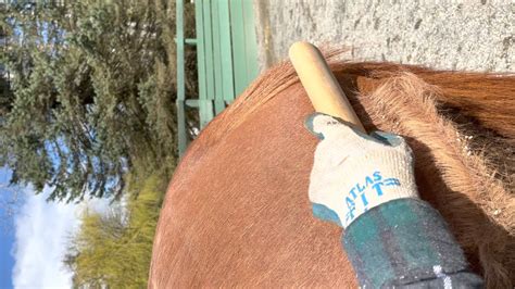 Spring Shedding Grooming A Horse Satisfying Youtube