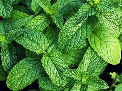 Lemon Balm Vs Mint What S The Difference Northern Nester