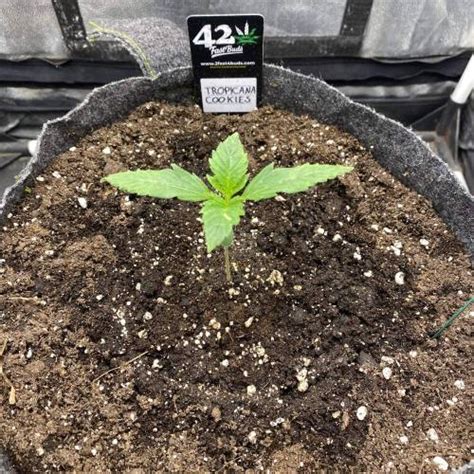 Fast Buds Tropicana Cookies Auto Grow Diary Journal Week2 By Testo123