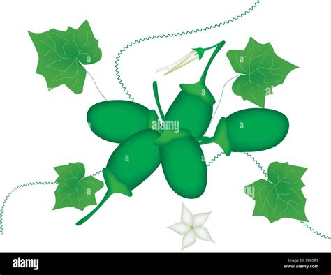 Vegetable And Herb Vector Illustration Of Fresh Coccinia Grandis Or