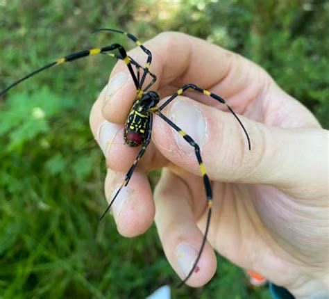 Yes Big Spiders Are Spreading In The U S No They Re Not Flying