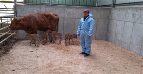 상주서 매난국죽 4쌍둥이 송아지 탄생 경사