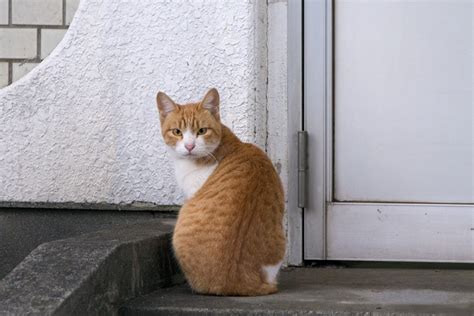 うずくまる朝 一日一猫