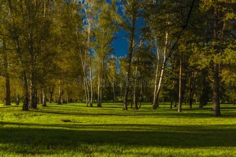 Stromovka Park In Centre Of Ceske Budejovice City With Green Grass And