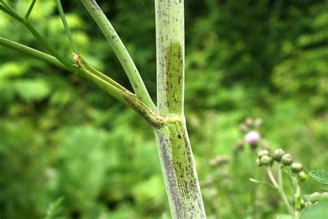 Families Apiaceae Ohio Plants