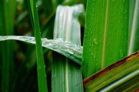 Premium Photo Close Up Of Wet Grass