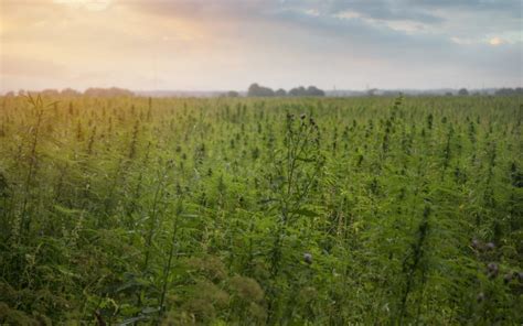 Seed Germination Report A Case Study Hemp Processing Partners