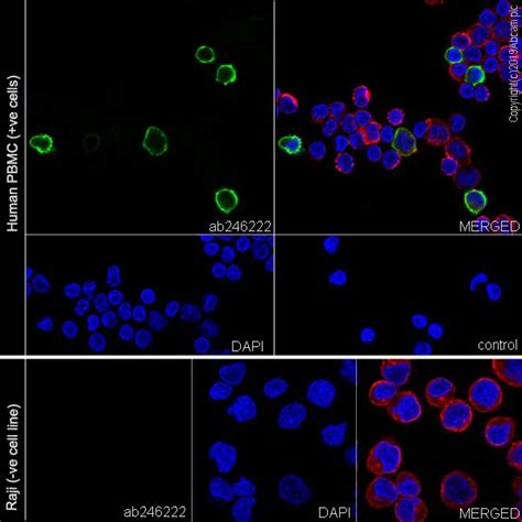 Anti Cd16 Antibody Epr22409 124 Ab246222 Abcam