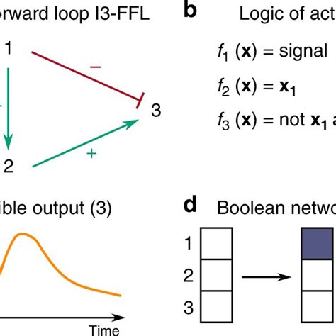boolean modeling of the incoherent feed forward loop of type 3