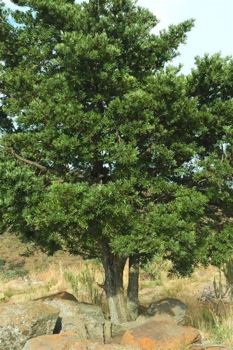 Podocarpus Latifolius Alchetron The Free Social Encyclopedia
