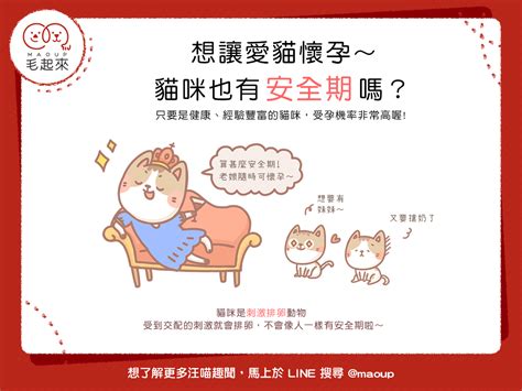 【貓貓小學堂】想讓愛貓懷孕～貓咪也有安全期嗎？ 毛起來 Maoup