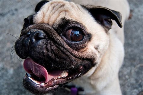 Puede El Ojo Seco Causar Ceguera En Los Perros