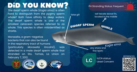 Cuviers Beaked Whale Deraniyalagas Beaked Whale Dugong Dwarf Sperm Male False Killer Whale