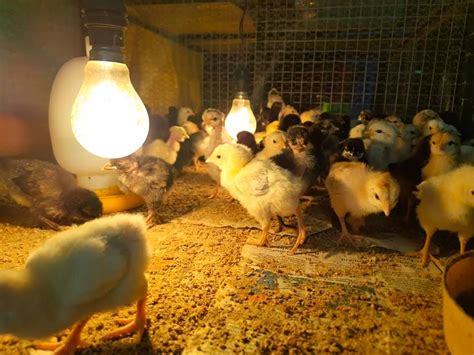 Simple අද මගේ ස්තූතිය වසරකට කීප වරක් දරුවන් දෙමාපියන් භාරයේ තබා අප