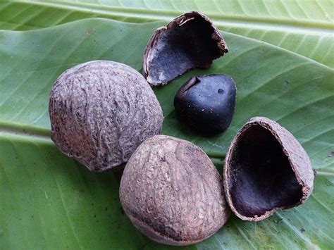 Murah Kluwak Keluak Keluwak Kluwek Herbal 250 Gram Lazada Indonesia