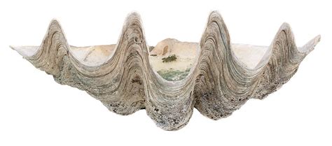 Lot Large Fossilized Clam Shell
