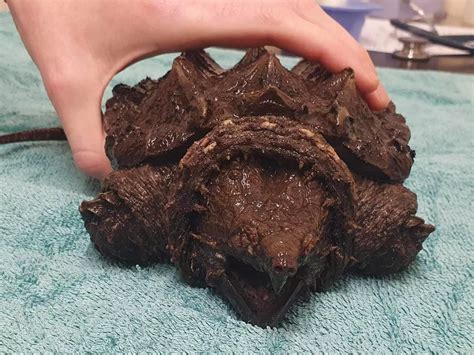 Florida Native Alligator Snapping Turtle Discovered In Tiny English
