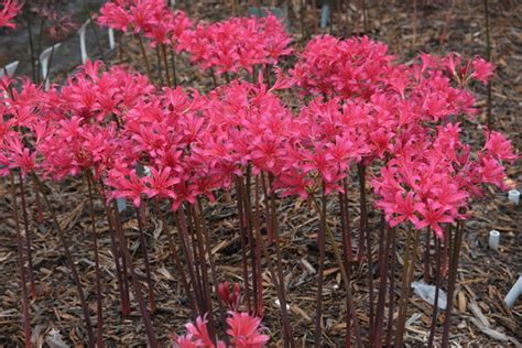 Learn About Lycoris X Rosea Pink Bouquet Pink Bouquet Surprise Lily