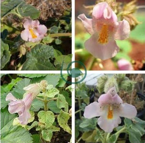 Proboscidea Louisianica 6 Seeds