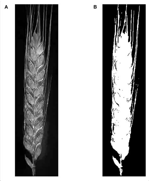Spike Segmentation A Gray S Component Image Of Wheat Spike And