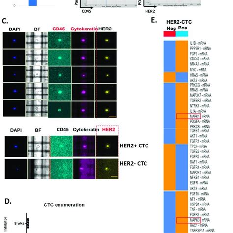 Her2 Positive And Negative Circulating Tumor Cells Ctcs Have Distinct