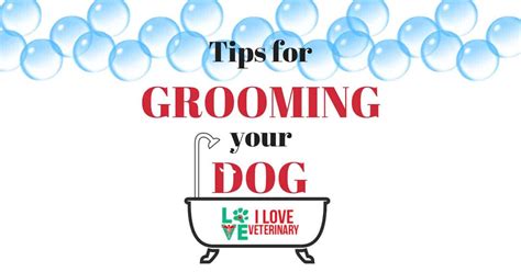 Dog Grooming Tips I Love Veterinary