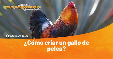 Cómo criar gallos de pelea Navajas Gütermann