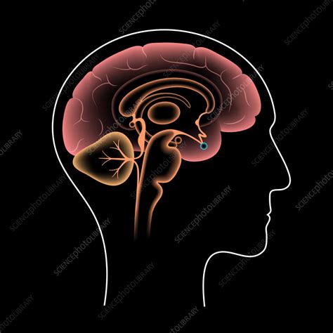 Pituitary Gland Illustration Stock Image F0363725 Science Photo