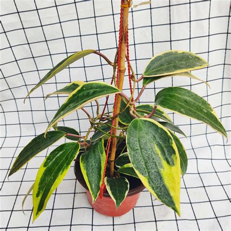 Hoya Macrophylla Variegata Elves Garden