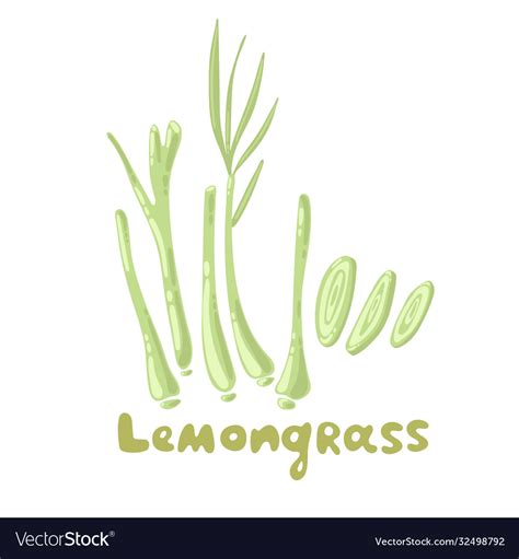 Lemongrass Or Cymbopogon Or Citronella Grass Vector Image