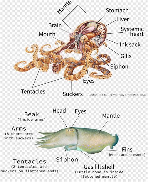 Octopus Anatomy By Bigredsharks Octopus Octopus Anatomy Dope Nopes