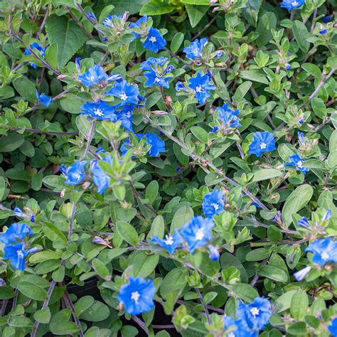 Blue Daze By At Twin Oaks