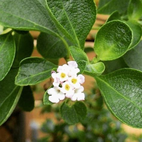 Livingrootsecodesign On Instagram “buttonsage Lantana Lantana
