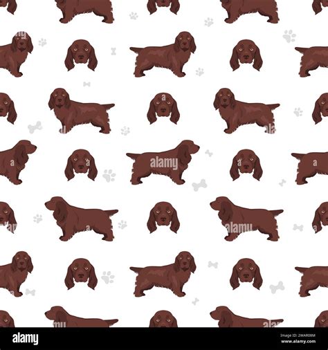 Sussex Spaniel Coat Colors Different Poses Clipart Vector