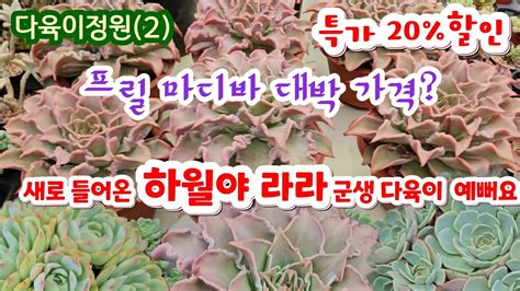 다육이정원 2 이렇게 예쁜 군생 대품 하월야 입고 마디바 할인받아 대박 가격 입고된 다육이 레드탑 온슬로우 Youtube