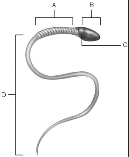 Reproductive System Test Flashcards Quizlet