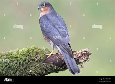 SPARROWHAWK Accipiter Nisus Male Stock Photo Alamy