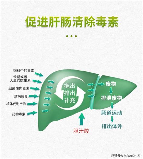 龙昌胆汁酸作用 搜狐大视野 搜狐新闻