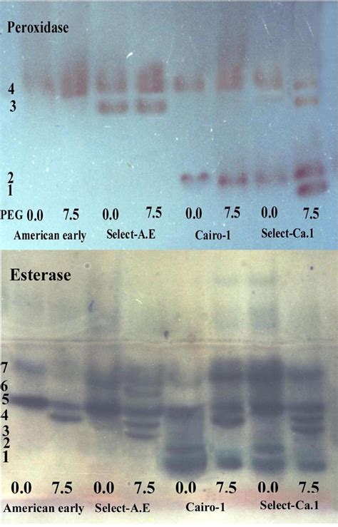 electrophoretic analysis of peroxidase and esterase isozyme patterns of