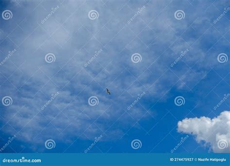 Birds Flying In The Sky And Clouds Sky And Flying Birds Scenery Birds