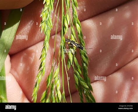 Four Spotted Plant Bug Dryophilocoris Flavoquadrimaculatus Insecta