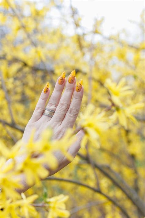 Female Beautiful Hand With Long Nails And A Yellow Nail Polish Stock