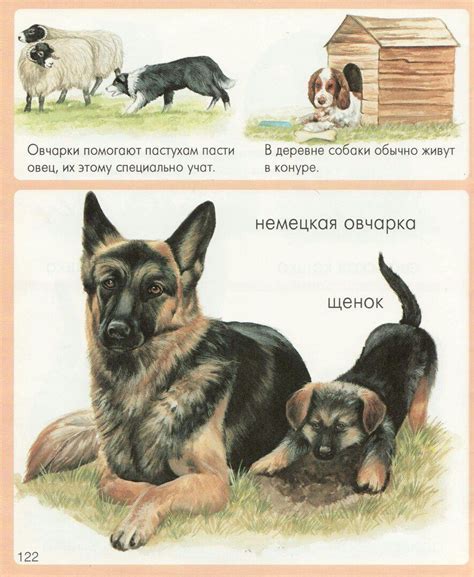 Домашние животные и их детеныши Интересный контент в группе Корабль