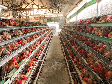 Chicken Farm For Sale Somersby At Lucille Thompson Blog