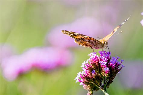 Eupatorium Purpureum En 프랑스 동부 표준시 Papillon 벨 담 나비에 대한 스톡 사진 및 기타 이미지